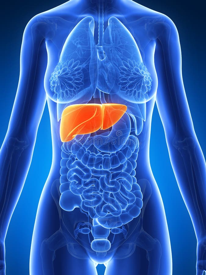 3d anatomie - foie illustration stock. Illustration du ventre - 4831831