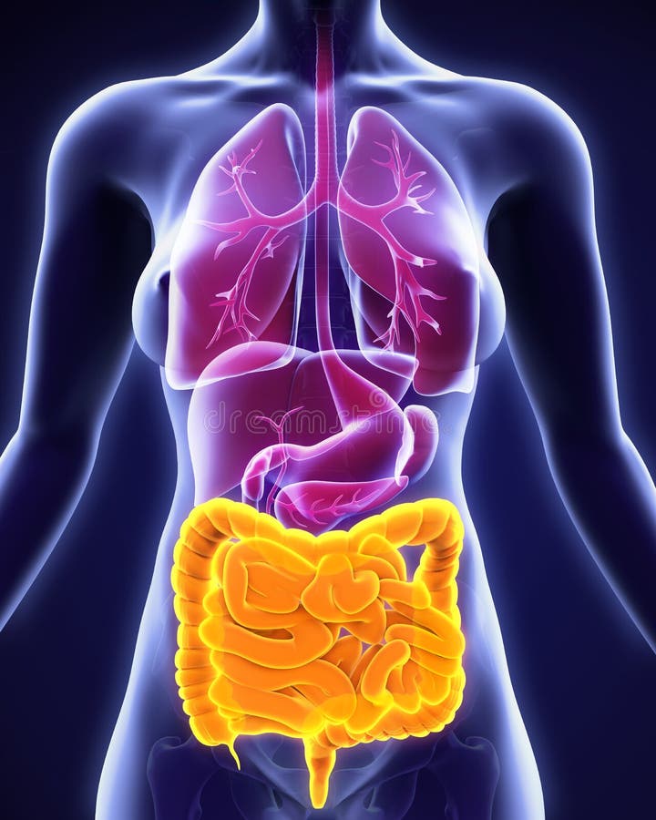 Anatomie Humaine D'intestin Illustration Stock - Illustration du ...