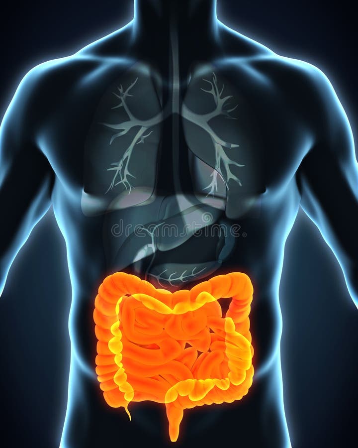 Anatomie Humaine D'intestin Illustration Stock - Illustration du ...