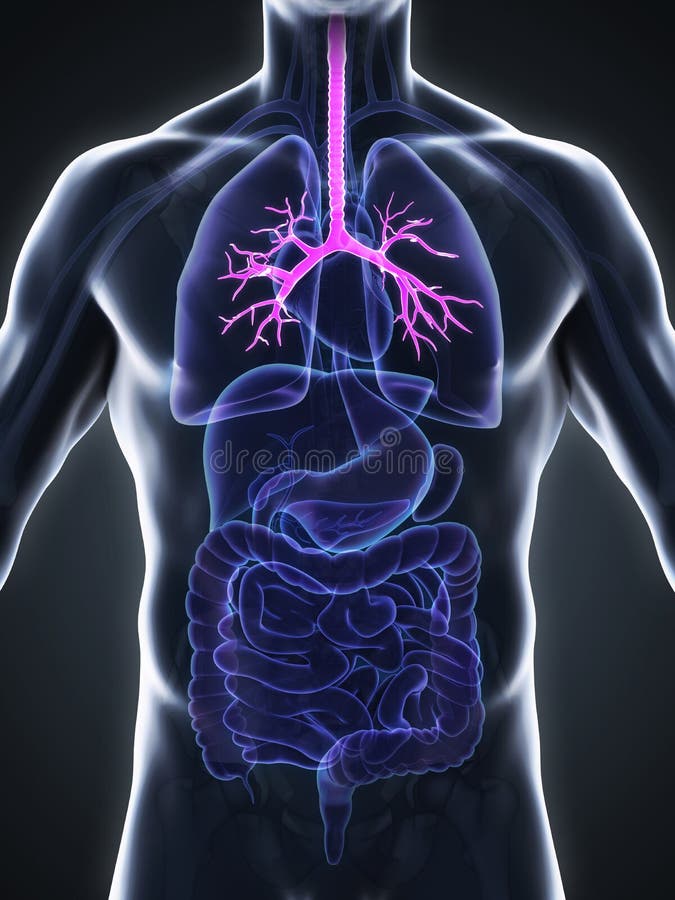 Anatomie Humaine De Bronches Illustration Stock - Illustration du ...