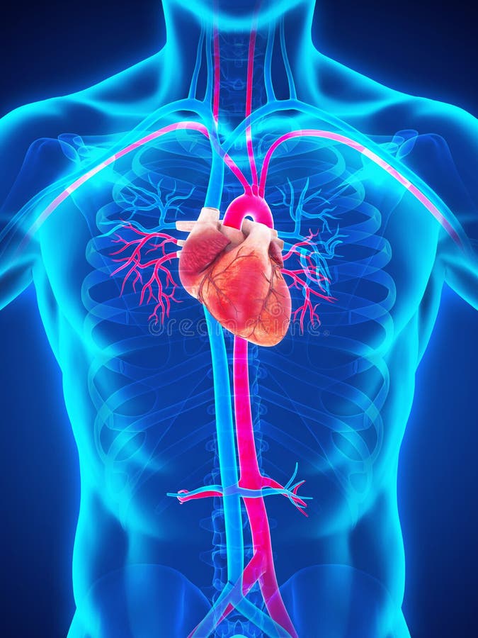 Organes De Corps Humain (coeur) Illustration Stock - Illustration du ...