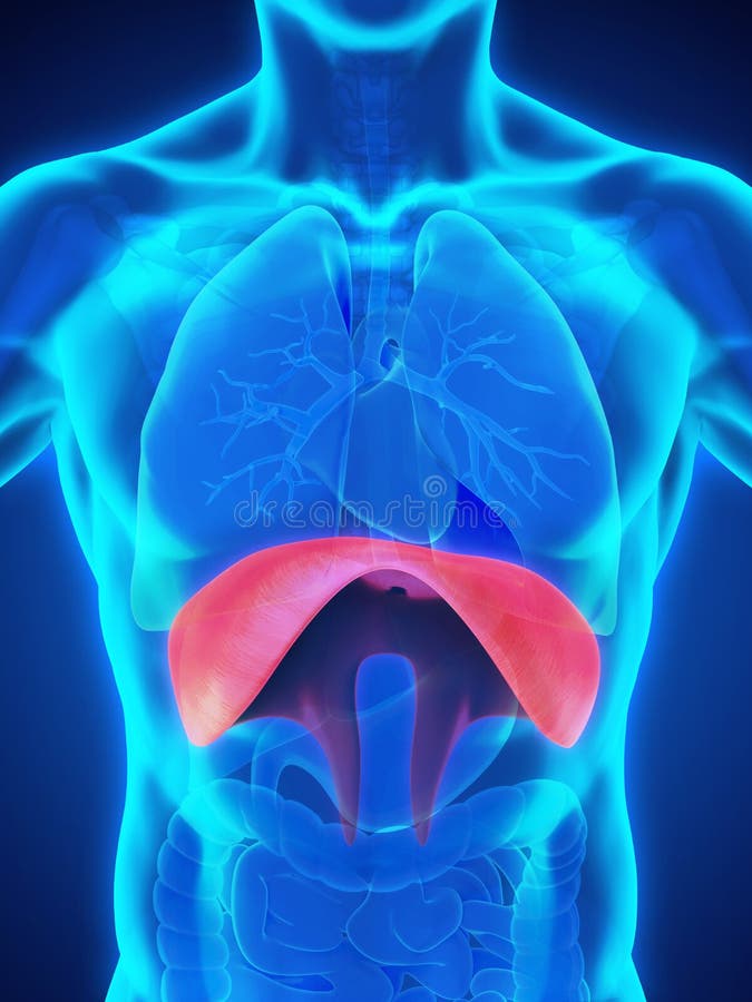 Anatomie Humaine De Diaphragme Illustration Stock - Image: 70749422