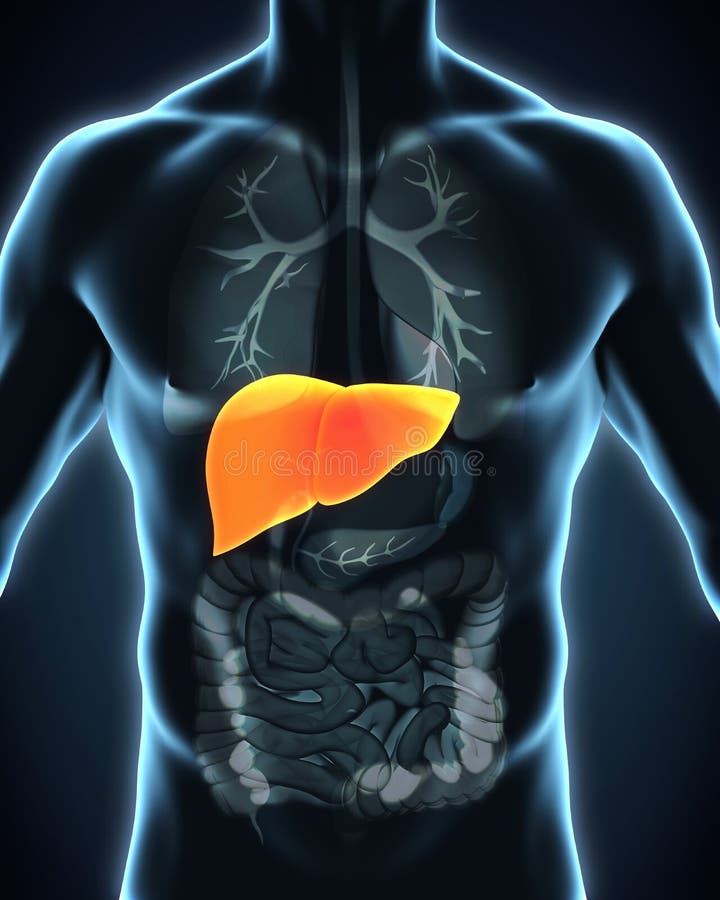 Anatomie humaine de foie illustration stock. Illustration du interne ...