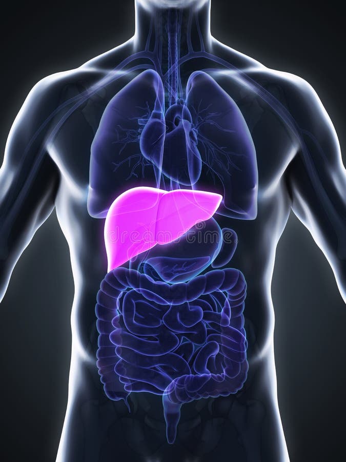 Anatomie Humaine De Foie Dans La Vue De Rayon X Illustration Stock ...