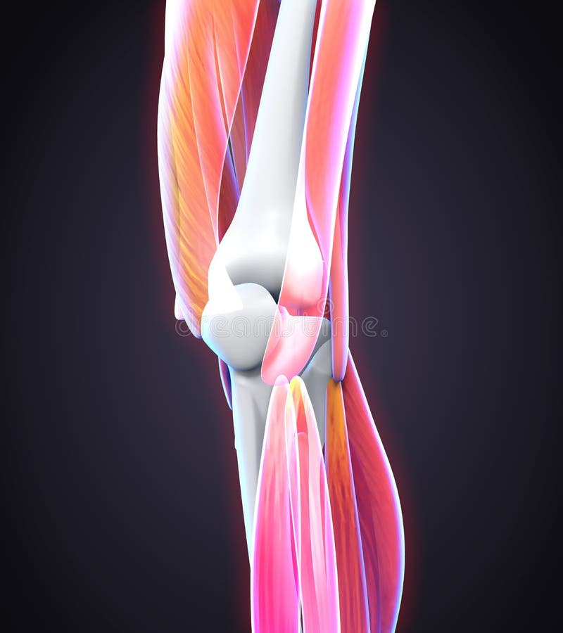 Anatomie Du Genou Stock Illustrations, Vecteurs, & Clipart – (15,734 ...