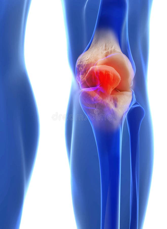 Anatomie humaine de genou illustration stock. Illustration du ...