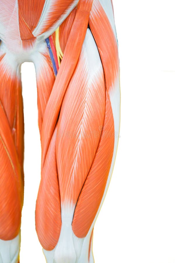 Anatomie Humaine De Muscle De Cuisse Image stock - Image du anatomie ...