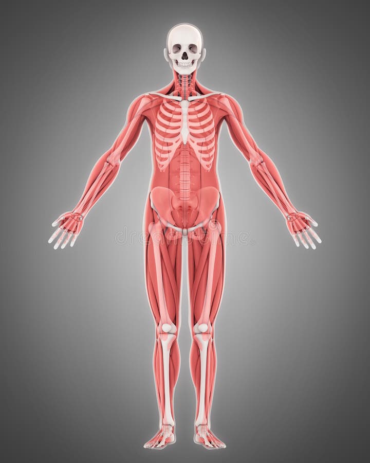 Anatomie Humaine De Squelette Et De Muscle Illustration Stock ...