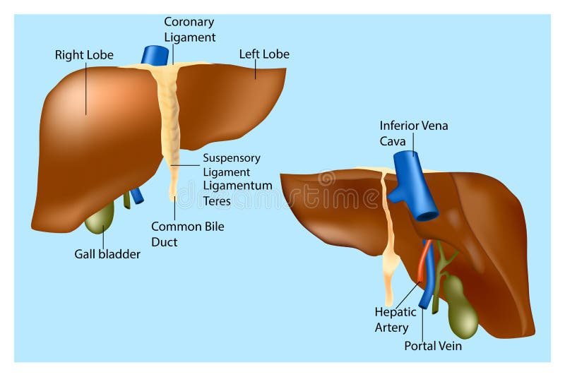Anatomie Humaine Du Foie. La Structure Médicale Du Foie. Illustration ...