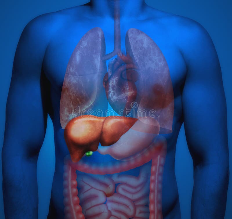 Foie - Organes Femelles - Anatomie Humaine Illustration Stock ...