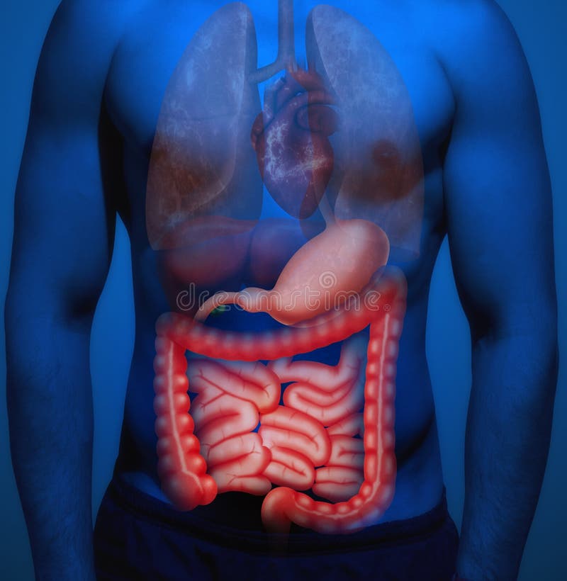 Anatomie Humaine Les Entrailles Image stock - Image du prophylaxie ...