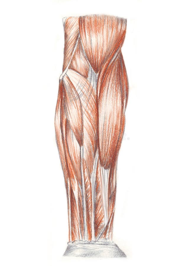 Anatomie Humaine Muscles Bras Muscles De La Main Et Du Bras Vecteurs