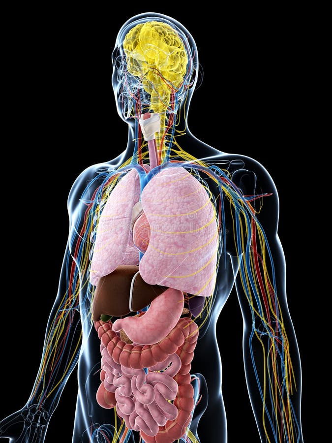 Anatomie masculine illustration stock. Illustration du vasculaire ...