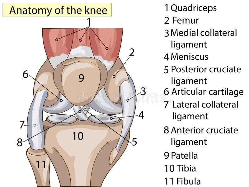 Anatomie Vecteur D'articulation Du Genou De Structure Illustration de ...