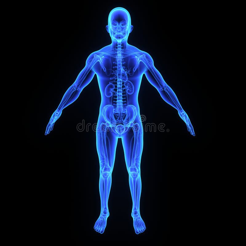 Anatomie squelettique illustration stock. Illustration du physique ...