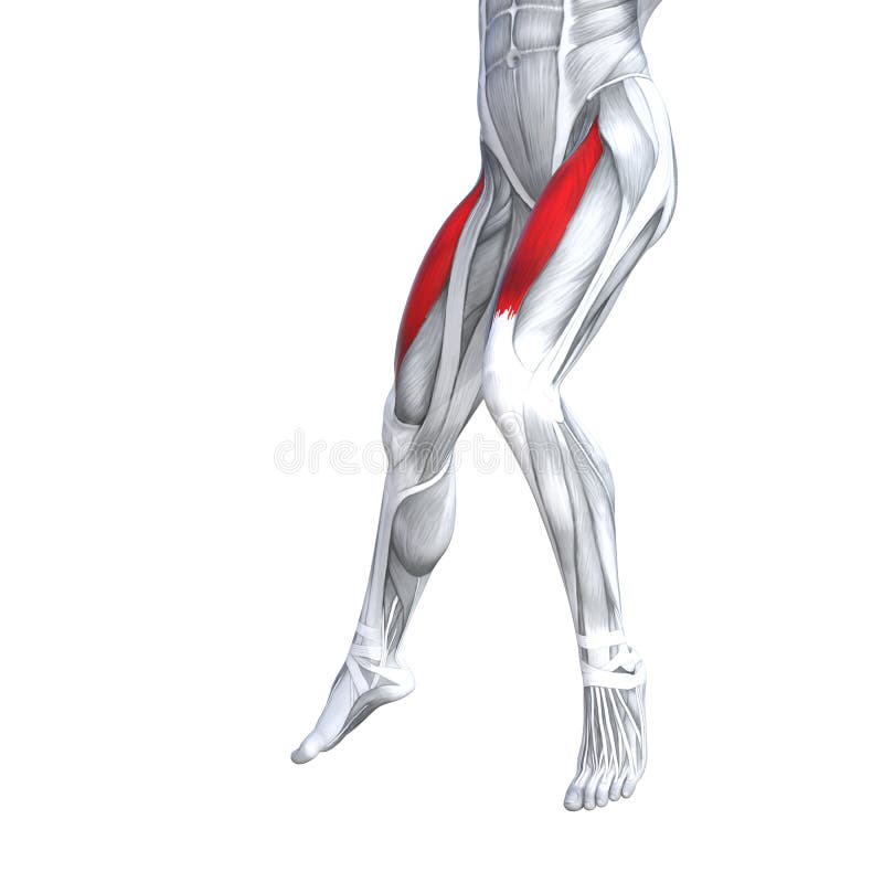 Musculature Supérieure De Jambe Illustration Stock - Illustration du ...