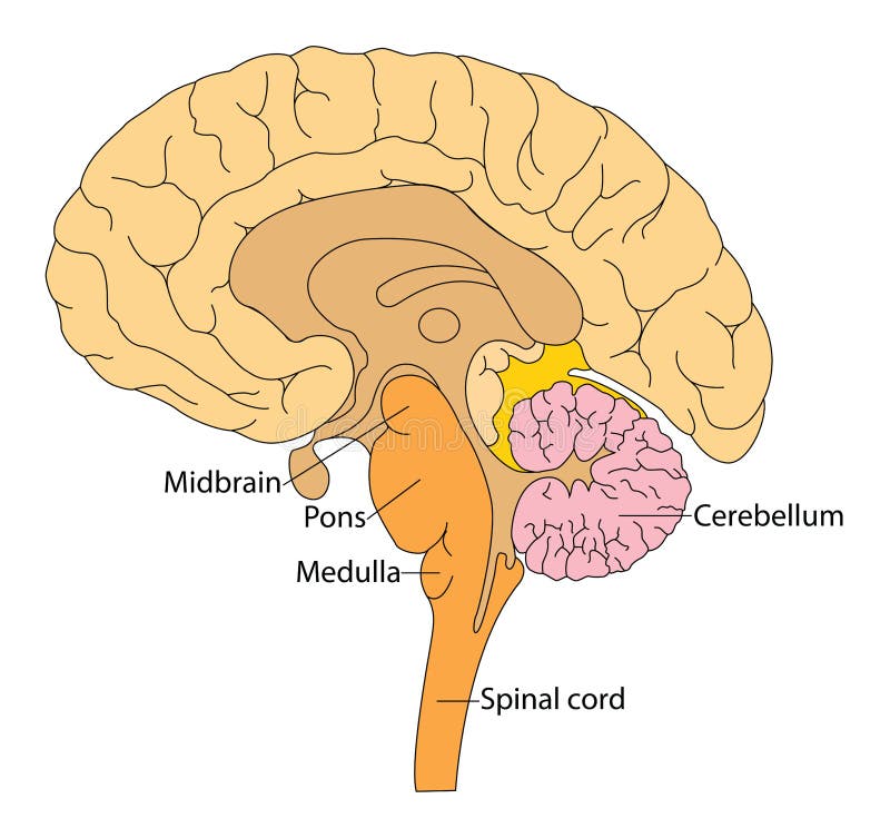 Anatomie van de hersenen stock illustratie. Illustration of psychologie ...