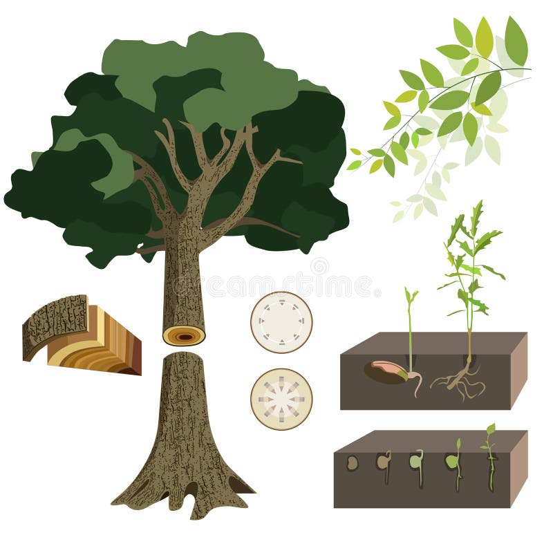 Anatomie Van Een Boom Geïsoleerd Op Witte Achtergrond. Vector ...