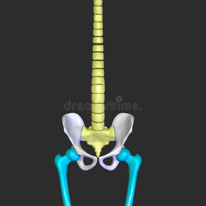 Anatomie Van Een Mens Die Ruggegraat Tonen Stock Illustratie ...