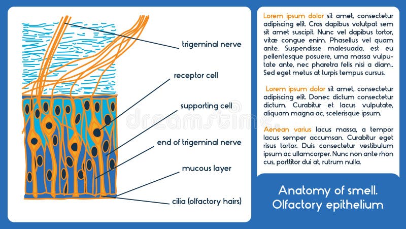 Anatomie Van Olfactorische Epitheel Vector Illustratie - Illustration ...