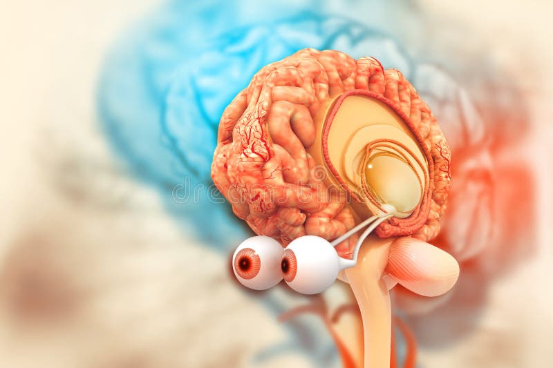 Anatomie Van Het Menselijk Brein Stock Illustratie - Illustration of ...