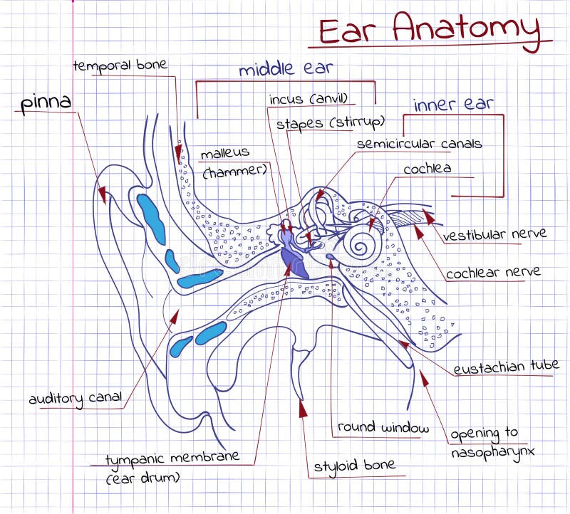 Anatomie van het oor vector illustratie. Illustration of brief - 54953540