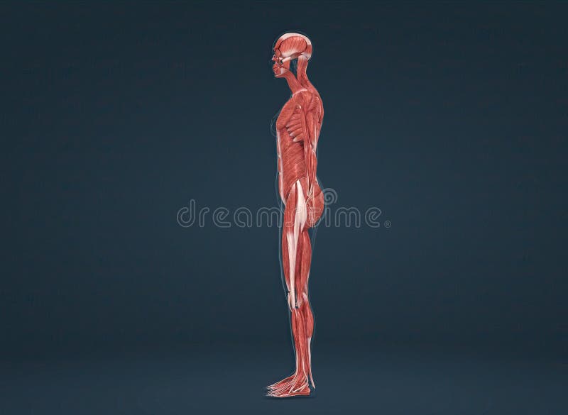 Anatomie Van Het Vrouwelijk Spierstelsel Stock Illustratie ...