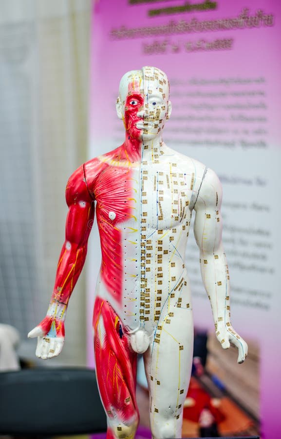 Spierstelsel Van Het Menselijk Lichaam. Spieranatomie. Spierstructuur ...