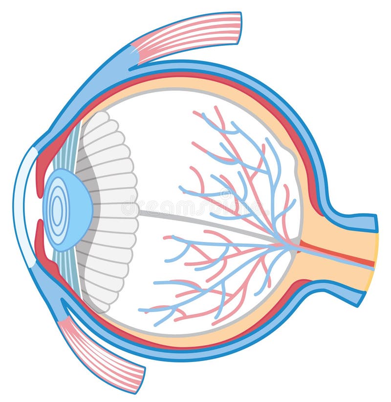 Anatomie van menselijk oog vector illustratie. Illustration of ...