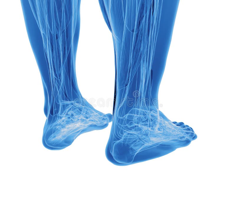 Menselijke Benen stock foto. Image of huid, menselijk - 35514736