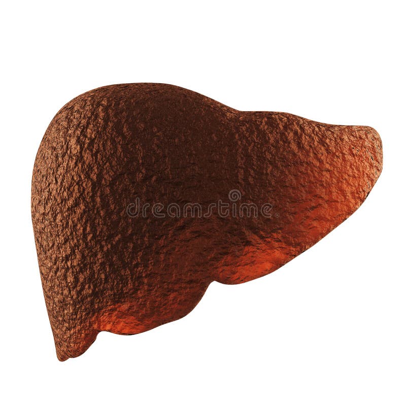 Anatomie Van Menselijke Lever Stock Illustratie - Illustration of ...