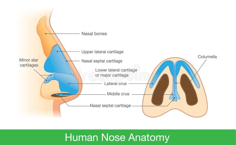 Anatomie Van De Neus Diagram