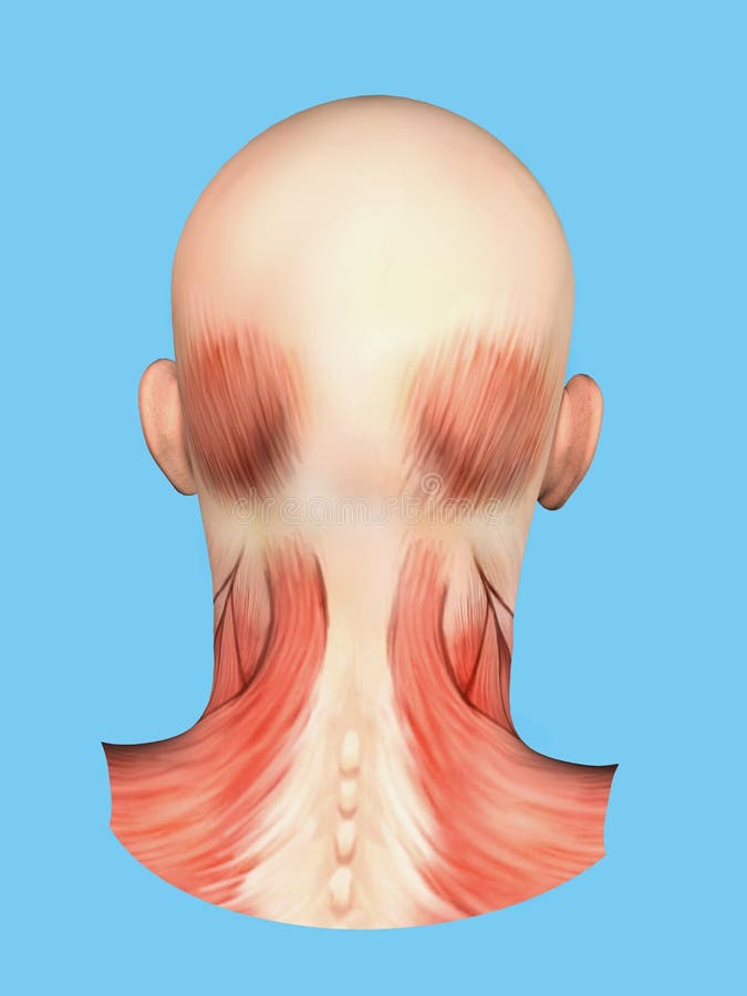 Menselijke Anatomie - Spieren Van Het Gezicht Stock Illustratie ... Menselijke Anatomie - Spieren Van Het Gezicht Stock Illustratie ...