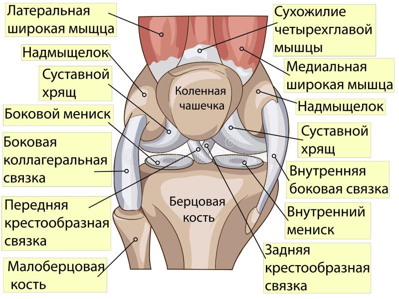 Anatomie Vecteur D'articulation Du Genou De Structure Illustration de ...