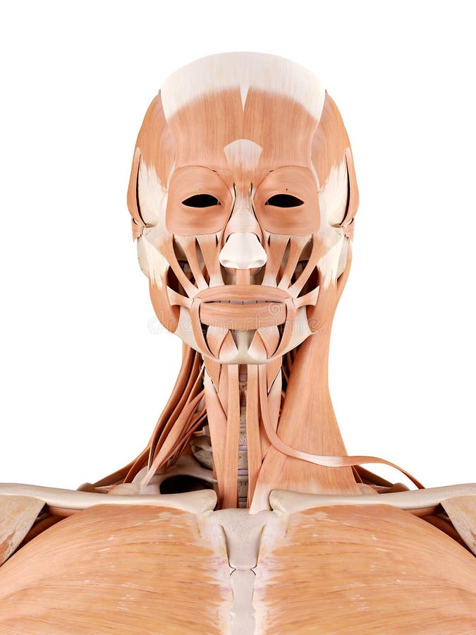 Anatomieillustration - Halsmuskeln Stock Abbildung - Illustration von ...