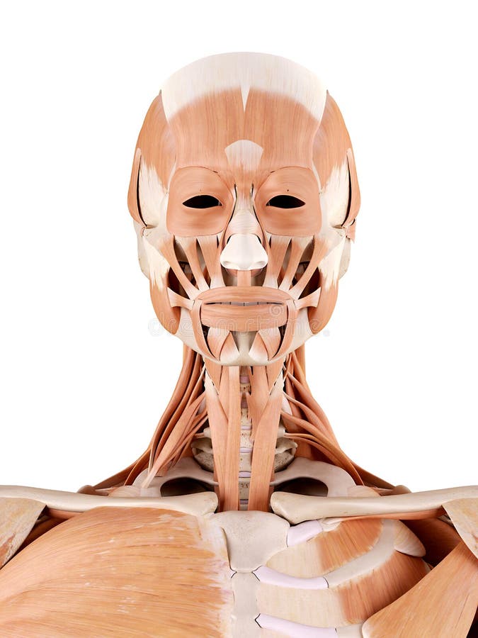Anatomieillustration - Halsmuskeln Stock Abbildung - Illustration von ...