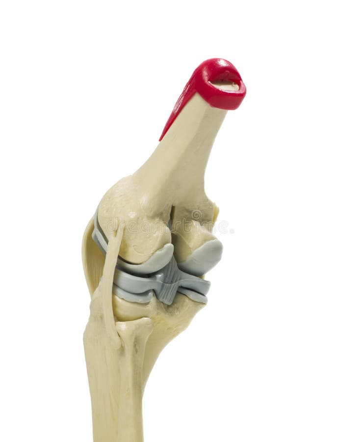 Anatomisch Model Van Een Knie Stock Afbeelding - Image of leren, zorg ...