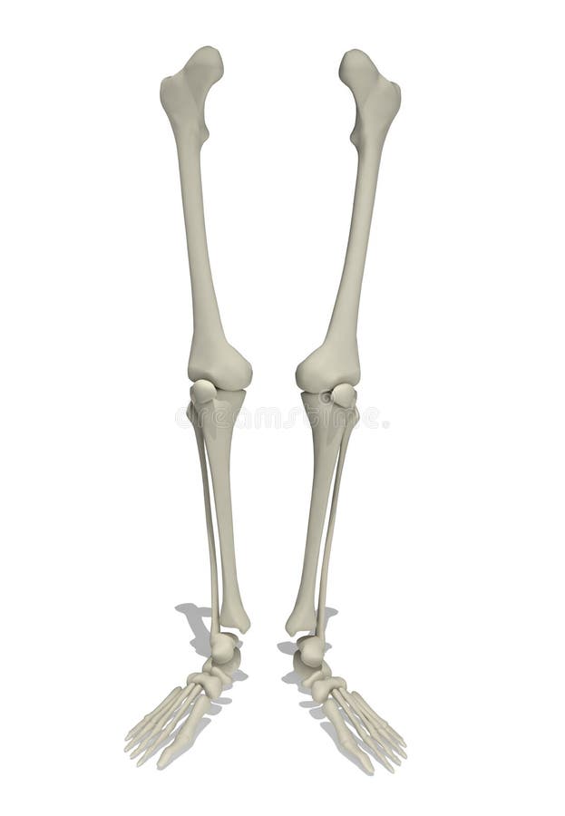 De Menselijke Het Scheenbeen En Fibula Van Het Skeletsysteem Anatomie ...