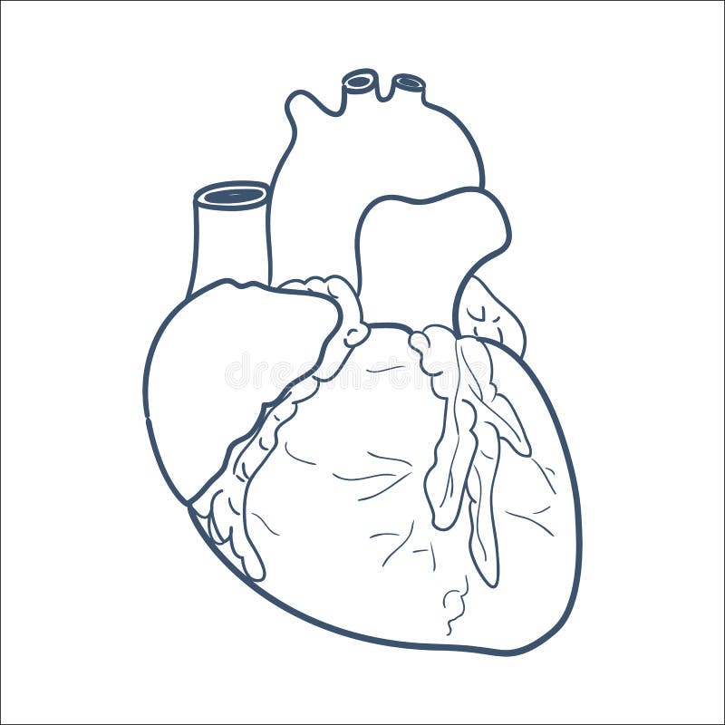 Anatomisches Herz Lokalisiert Auf Weiß. Vektor Abbildung - Illustration ...