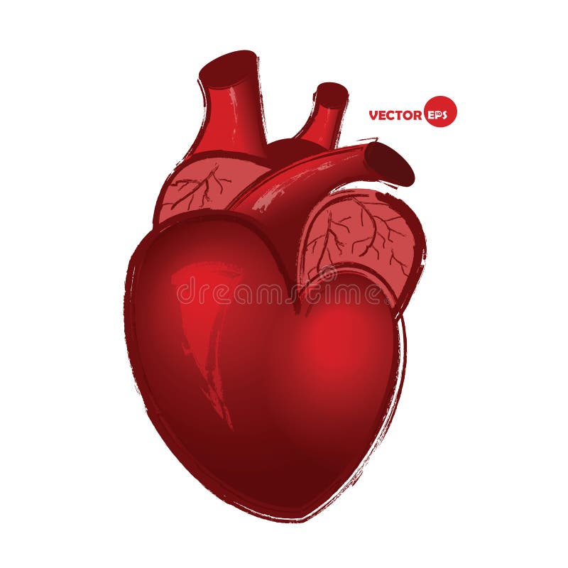 Anatomisches Menschliches Herz Auf Dem Weißen Hintergrund, Zeichnend In ... Anatomisches Menschliches Herz Auf Dem Weißen Hintergrund, Zeichnend In ...