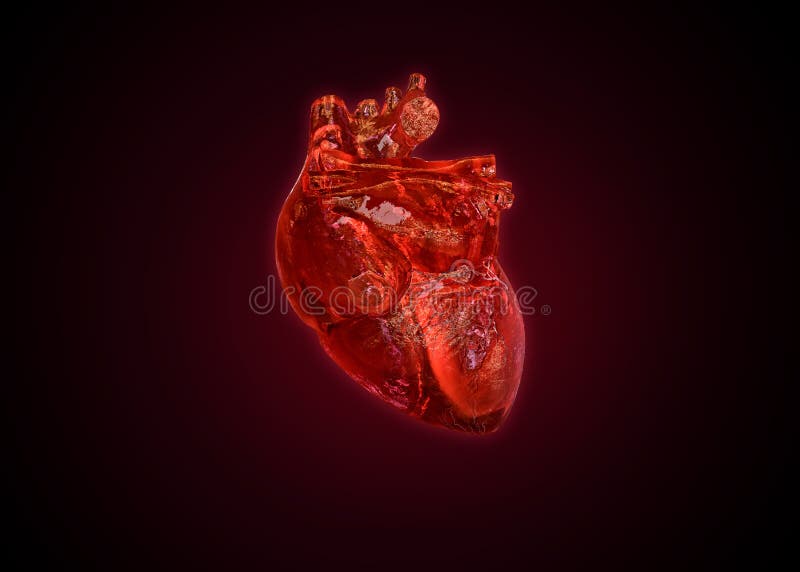 Anatomisches Menschliches Herz Lokalisiert Stock Abbildung ...
