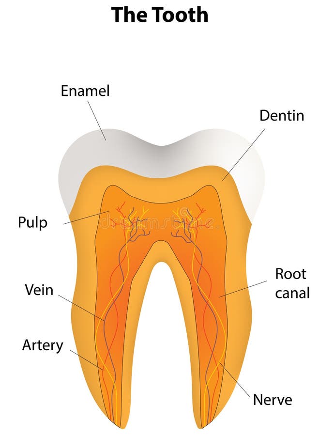 Anatomisk Tanddiagram Med Etiketter Vektor Illustrationer - Illustration av läkarundersökning ...