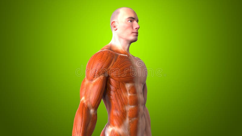 Anatomy stock illustration. Illustration of body, constitution - 143899684