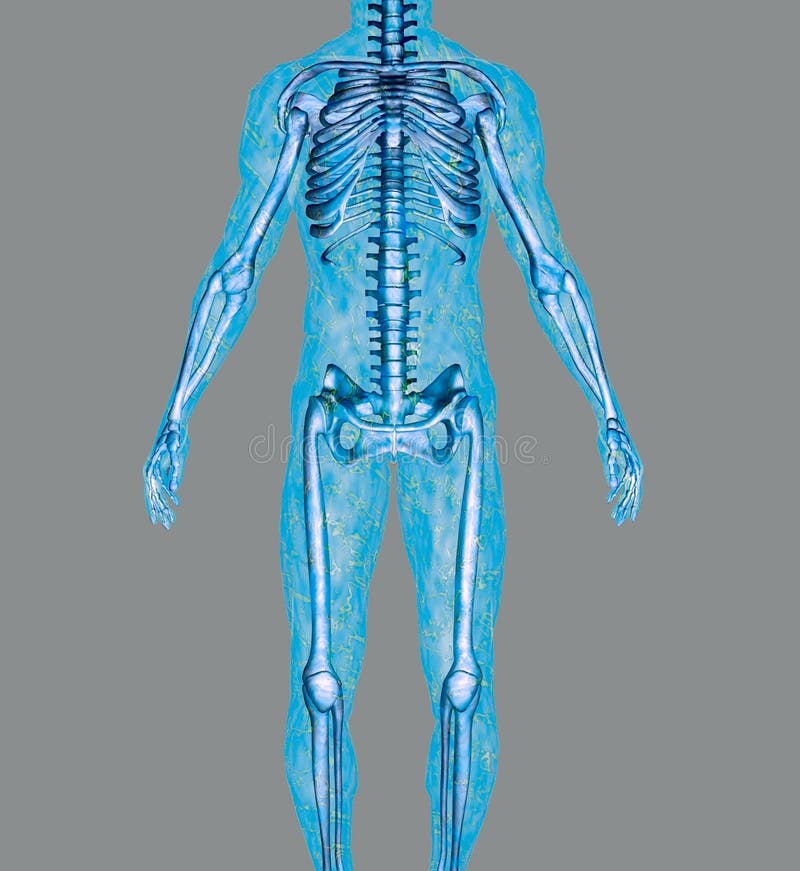 Human Body Transparent stock illustration. Illustration of stomach ...