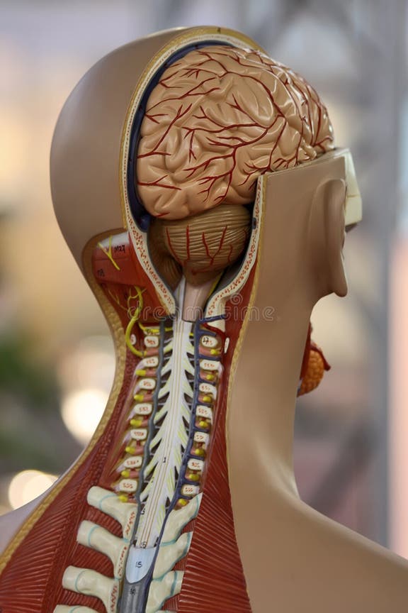 Anatomy stock image. Image of neck, dummy, inside, model - 8803729