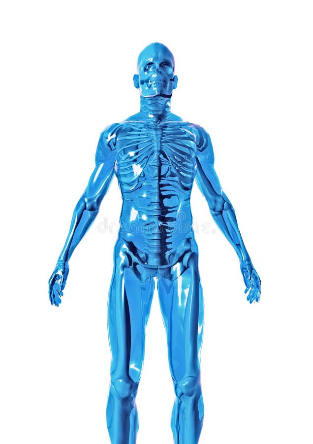 Anatomy stock illustration. Illustration of body, physical - 9058499