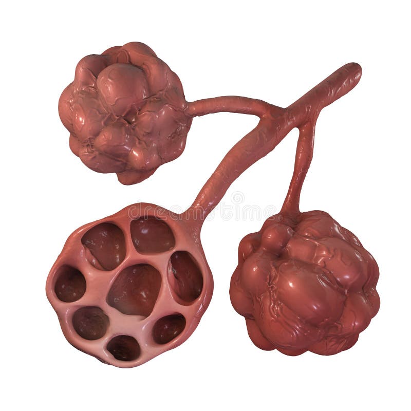 Pulmonary Alveolus Stock Illustrations 411 Pulmonary Alveolus Stock