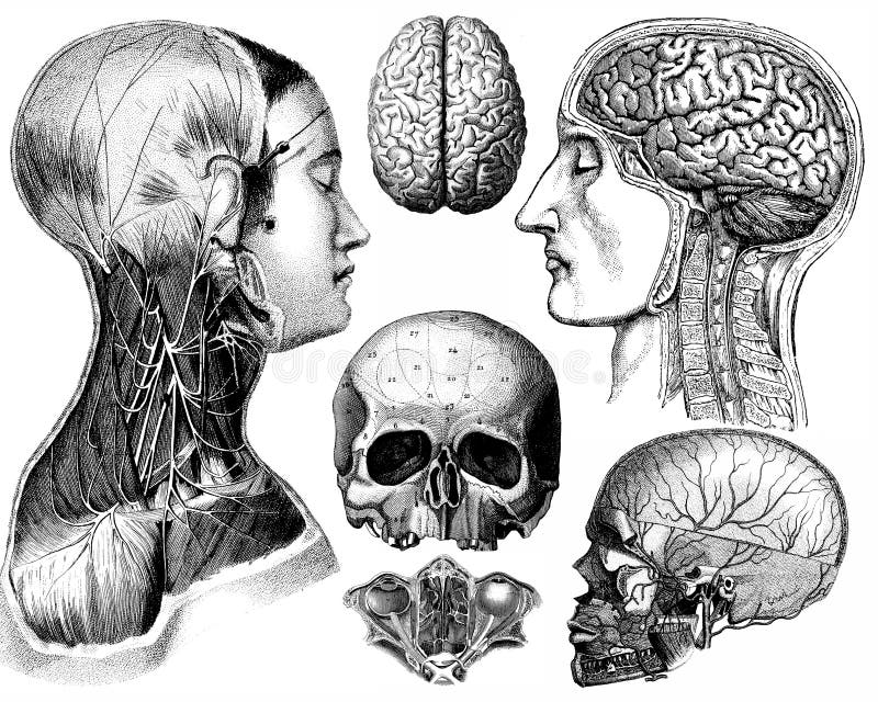Head Dissection Stock Illustrations – 123 Head Dissection Stock ...