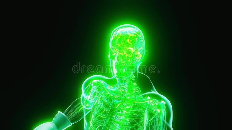 Anatomy Animation of a Boxer Stock Footage - Video of skeleton, anatomy ...