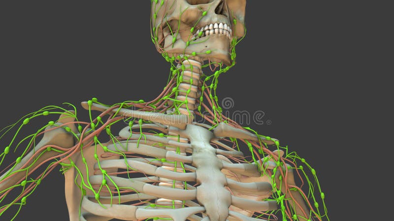 Human Lymphatic System 3d Animation Stock Illustration - Illustration ...